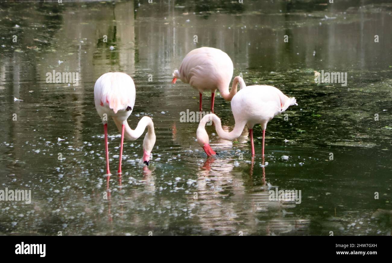 Flamingo looking for prey in the water. In the blurred background Stock ...