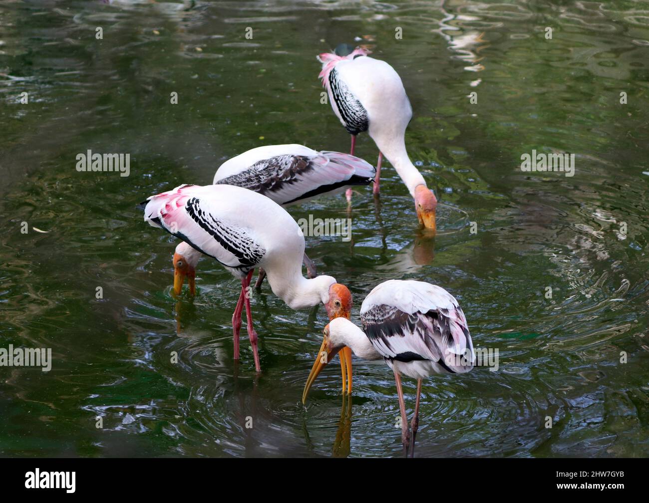 painted stork Cranes looking for prey in the water. In the dim ...