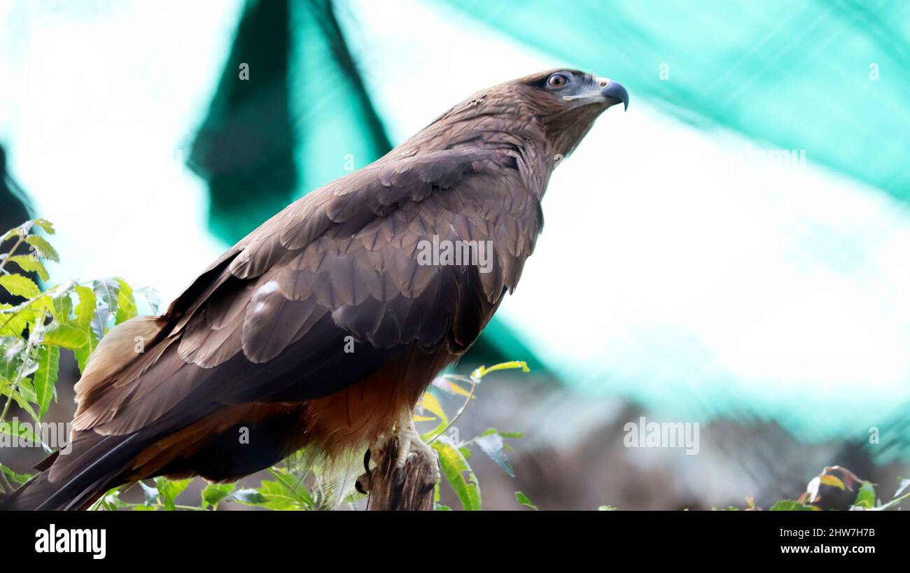 The eagle stands on a tree branch. In the dim background Stock Photo ...