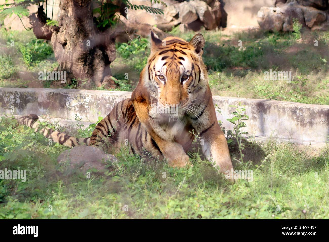 The tiger is sitting on the ground. with the blur background Stock ...