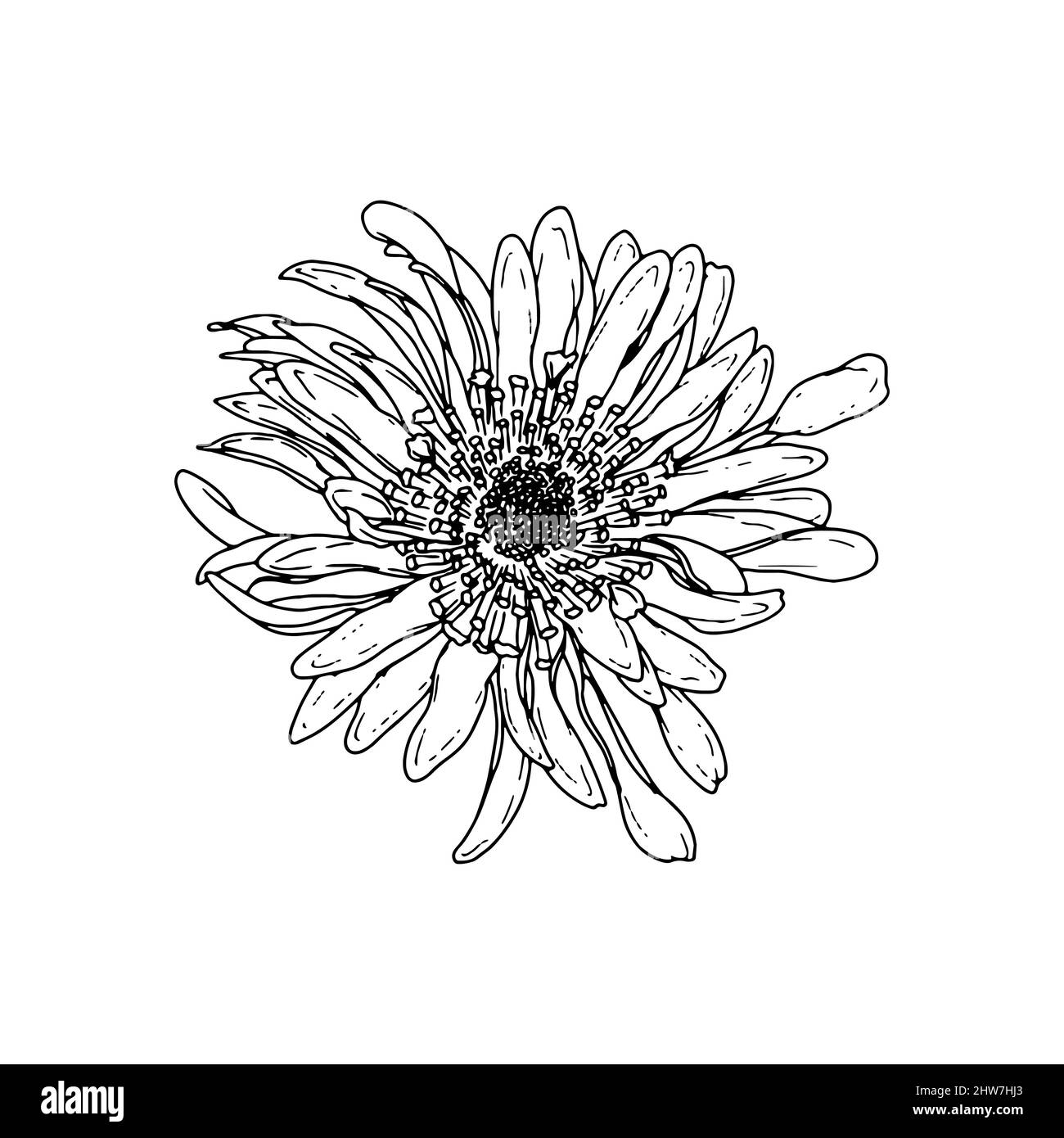 Aster. Hand drawn spring flowers line art. Isolated on white background ...