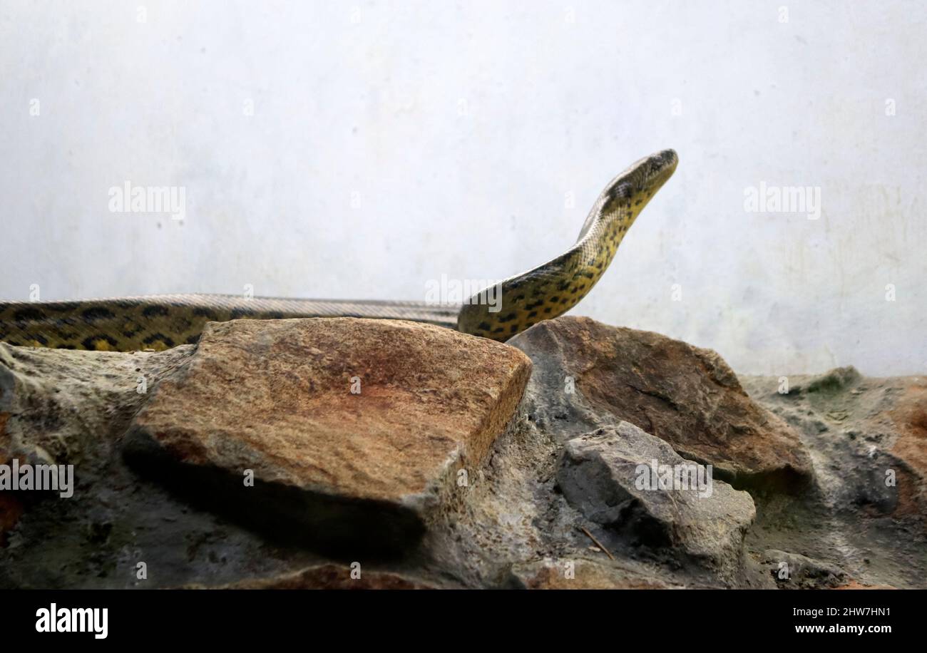 The rock python snake stands on the rock. Against the background of the ...