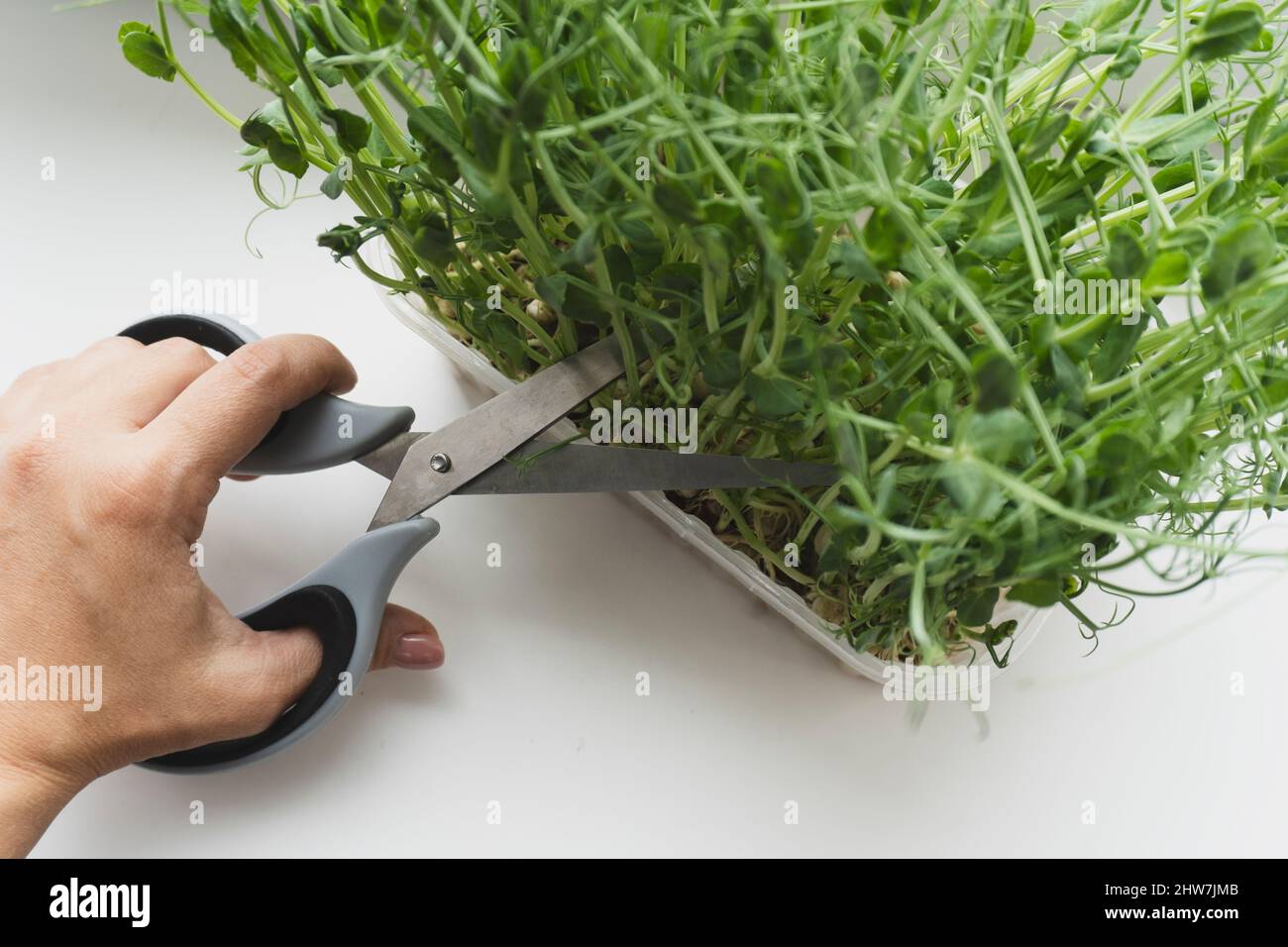 Micro greens growing on hi-res stock photography and images - Alamy