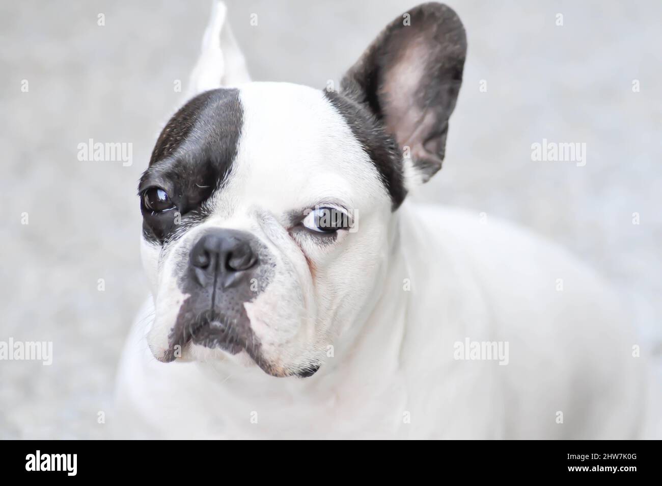 dog or french bulldog, unaware French bulldog or dotted dog Stock Photo ...