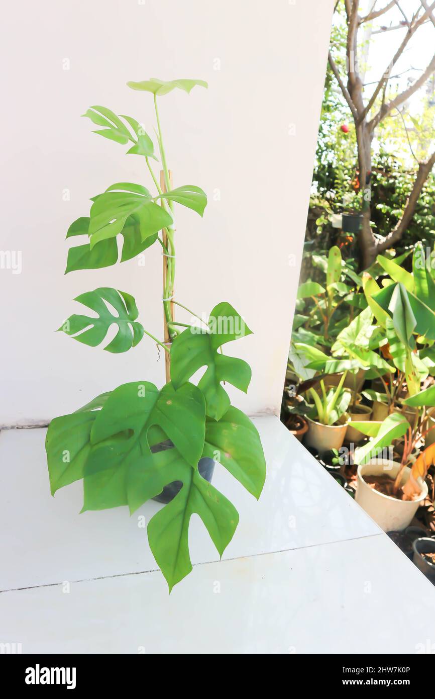 Mini Monstera, Monstera deliciosa Liebm or Philodendron ginny or ...
