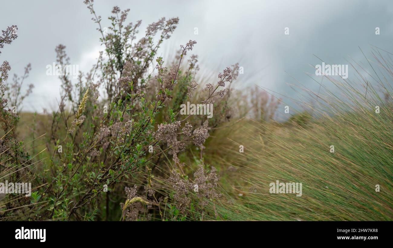 Ecuador flower andes mountain hi-res stock photography and images - Alamy