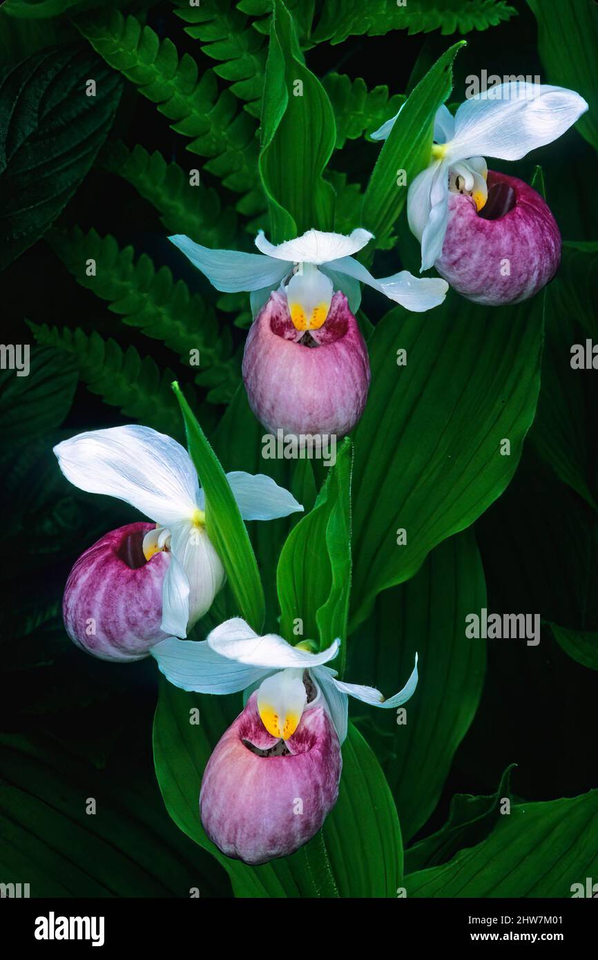 Native north american orchids hi-res stock photography and images - Alamy