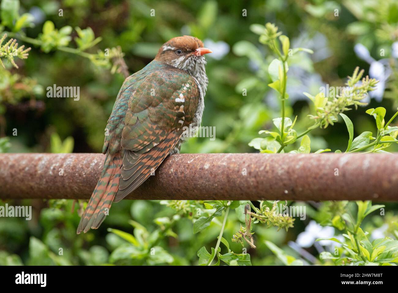 Juvenile Diederik Cuckoo, Chrysococcyx caprius, in Grahamstown/Makhanda ...