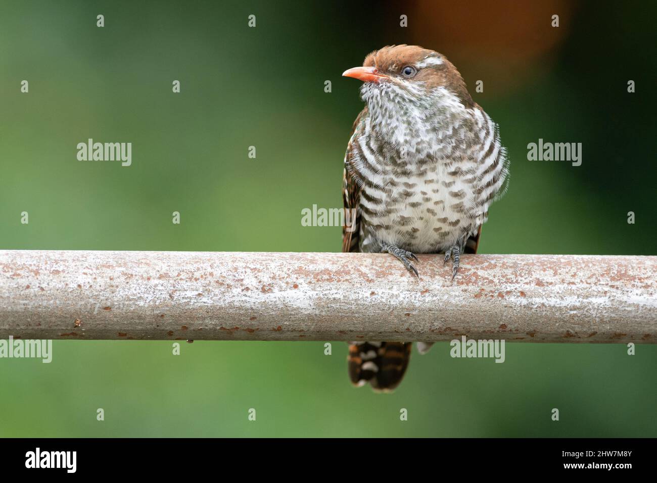 Juvenile Diederik Cuckoo, Chrysococcyx caprius, in Grahamstown/Makhanda ...