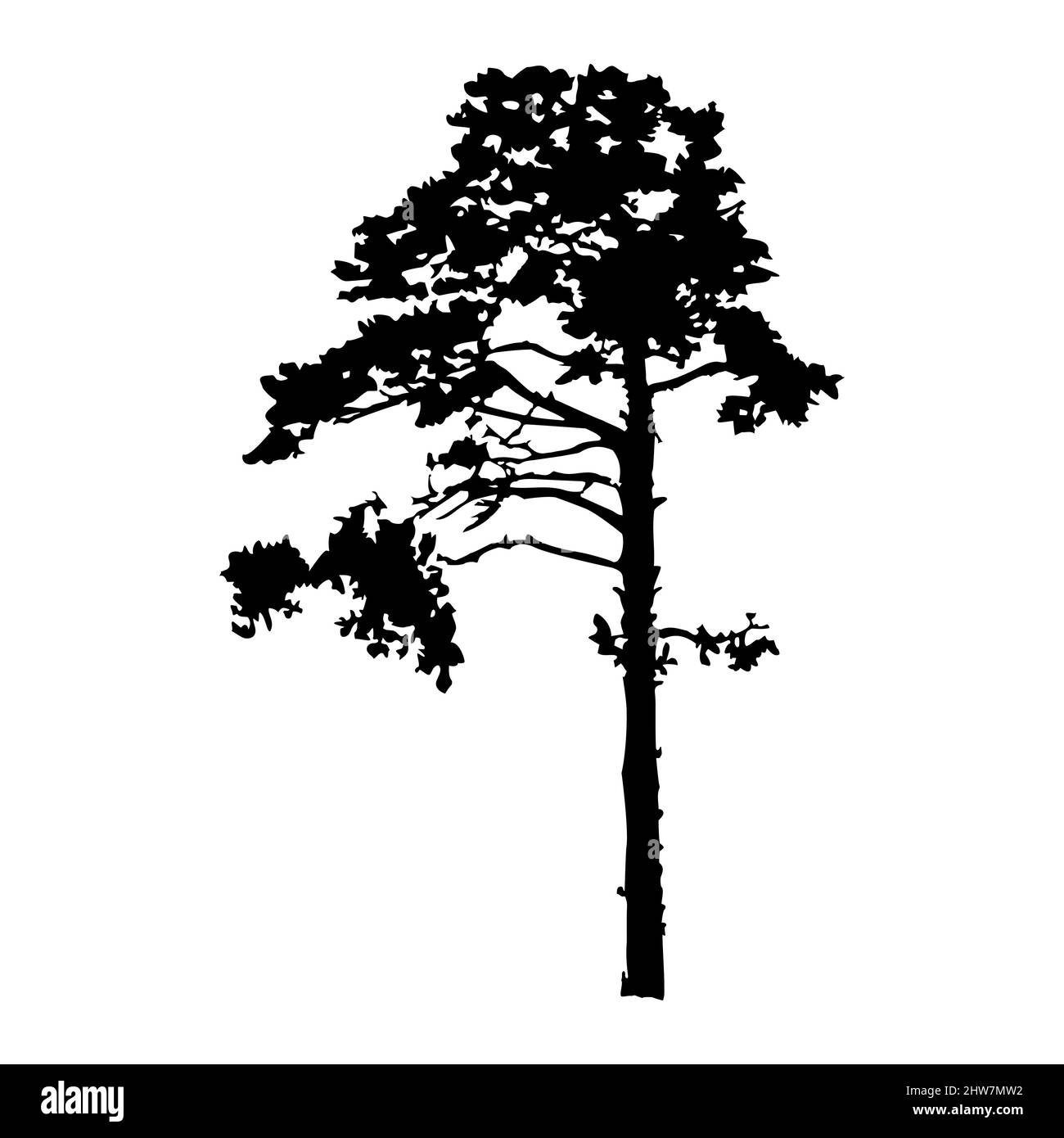 Pine silhouette isolated on white background. Black shape of conifer ...