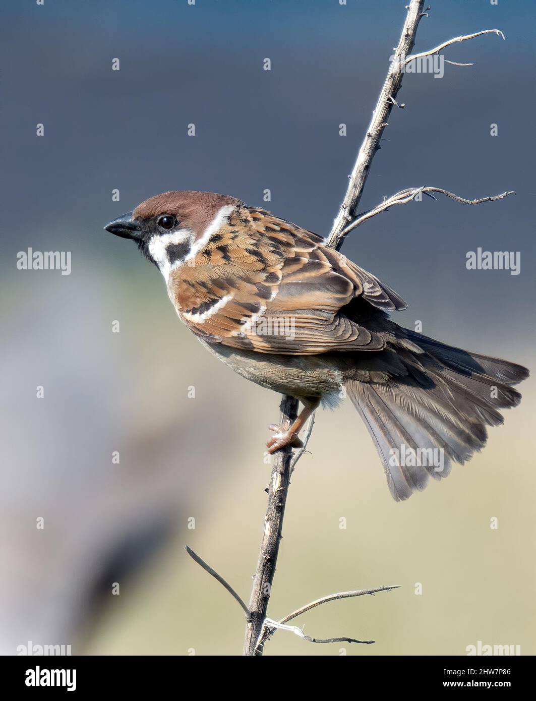 Eurasian tree sparrow bird sitting on a twig. Close up shot whole body ...