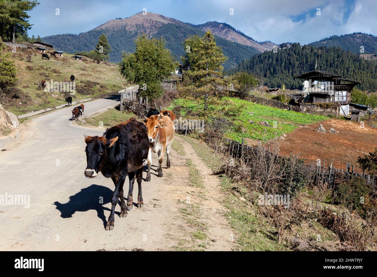 Phobjikha, Bhutan. Valley Scenes, Farmland and Settlements. Typical ...