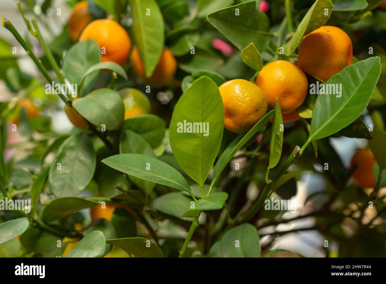 mandarin tree with fruits, close up Stock Photo - Alamy