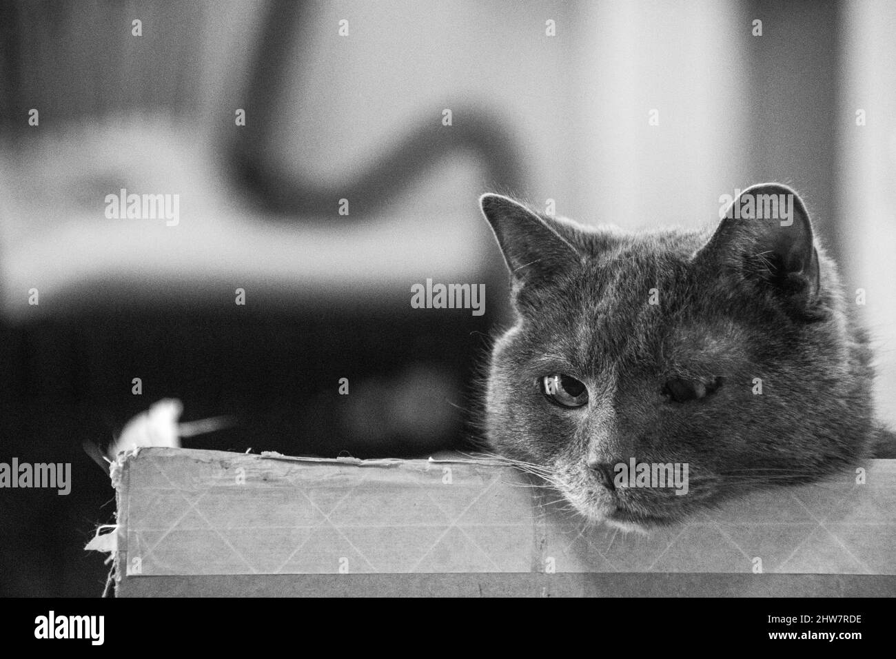 Grayscale shot of a furry cat looking out of the box Stock Photo - Alamy