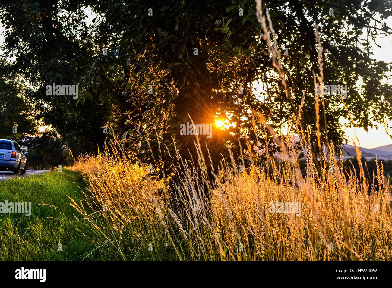 Sun captured from between the tree branches Stock Photo - Alamy