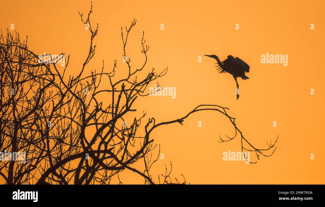 Flying bird taking off from a tree with no leaves Stock Photo - Alamy