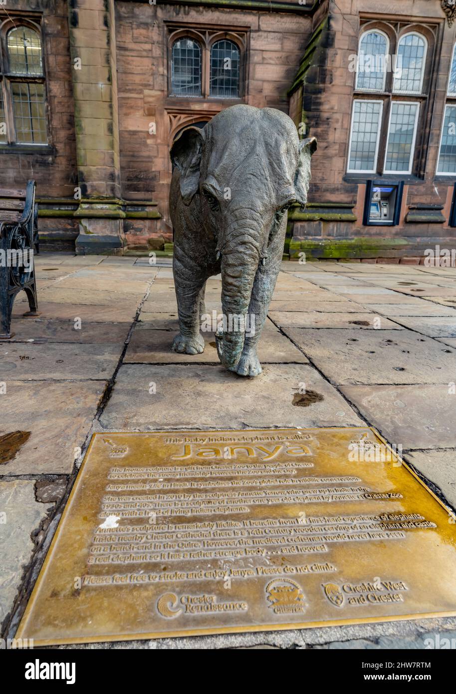 Janya a brass statue of a baby elephant, gifted by Chester Zoo , in the ...
