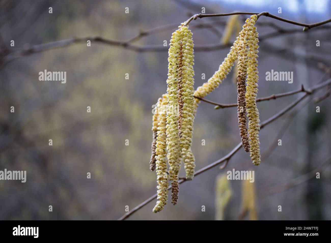 Asian hazel hi-res stock photography and images - Alamy
