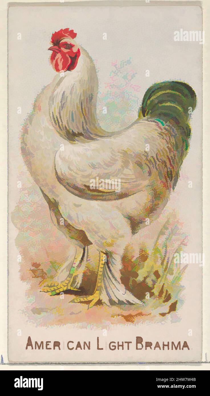 Art inspired by American Light Brahma, from the Prize and Game Chickens ...