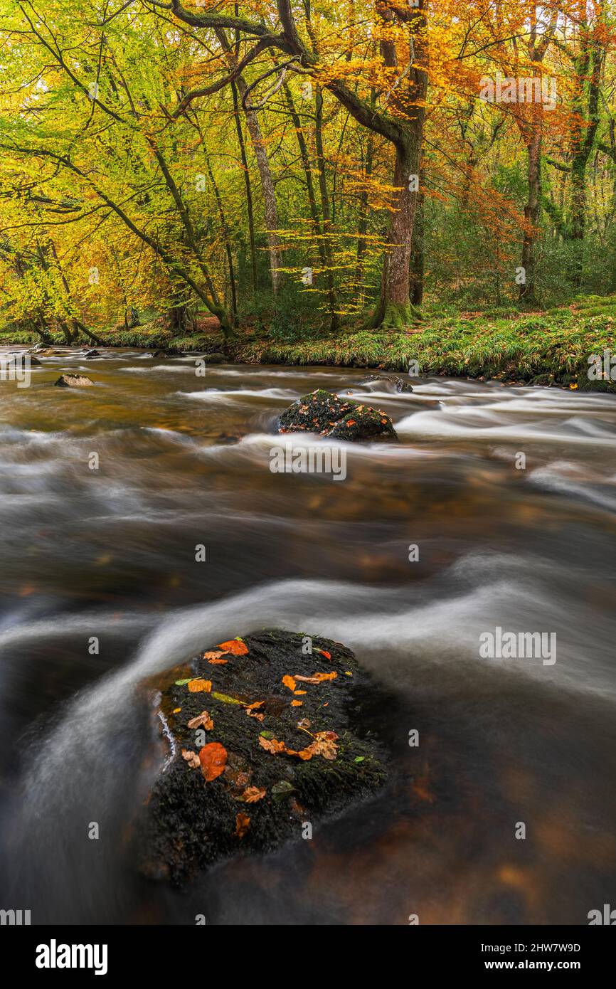 River Teign at Fingle Bridge, Dartmoor in Autumn Stock Photo - Alamy