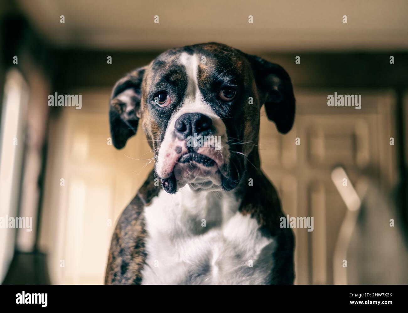 Cute female boxer hi-res stock photography and images - Alamy