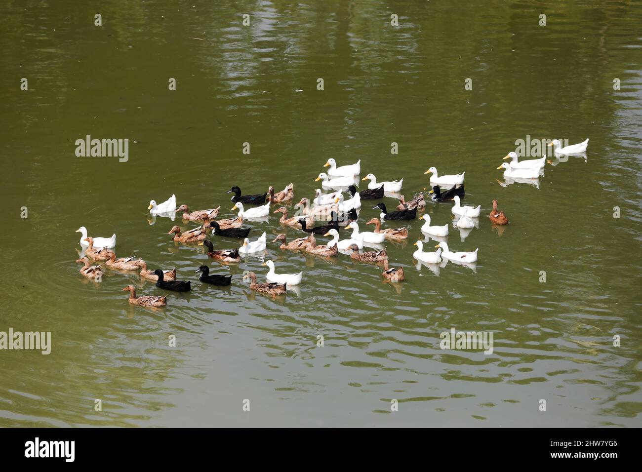Dhaka, Bangladesh - March 04, 2022: A duck farmer herds his flock of ...