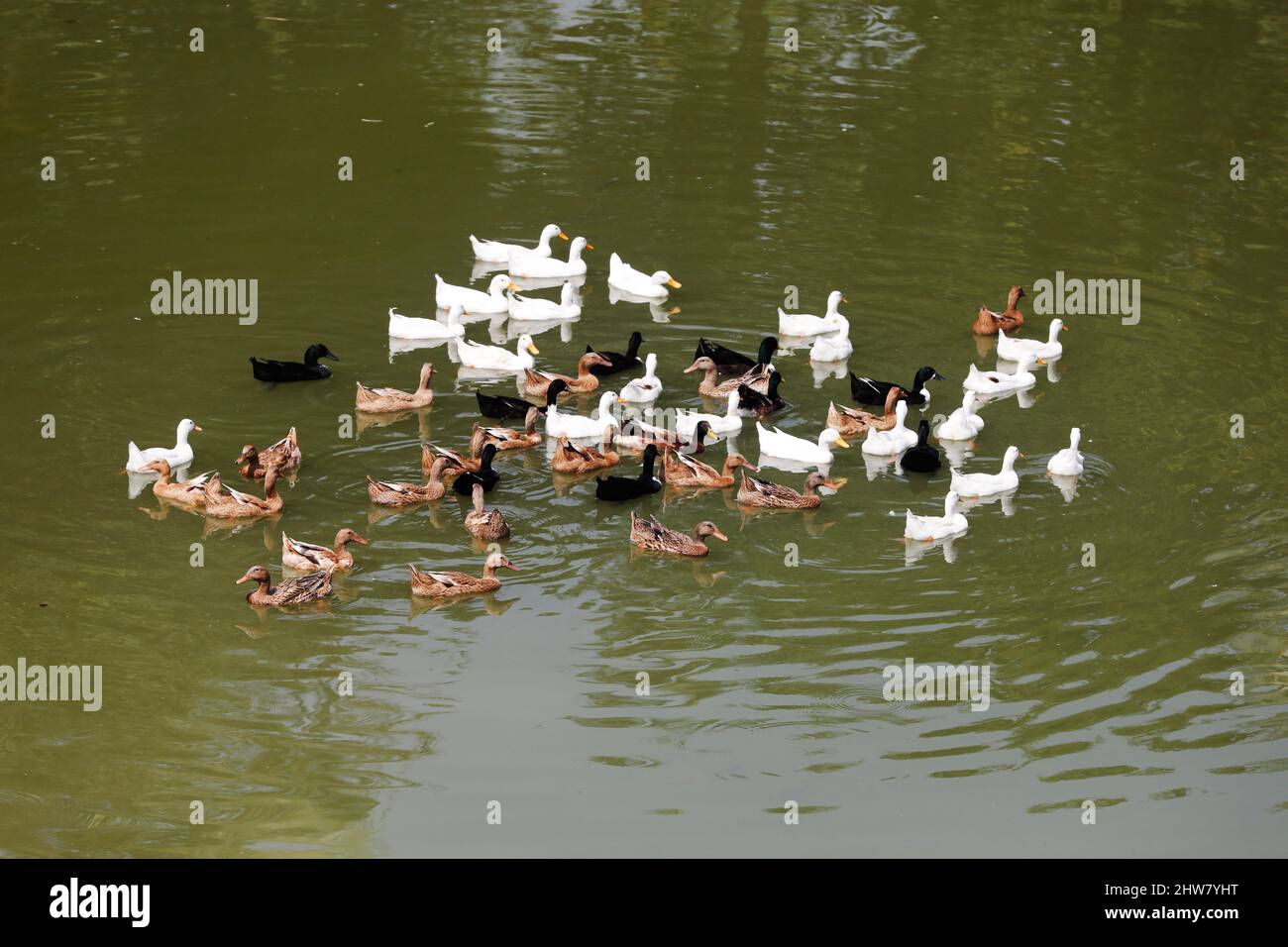 Dhaka, Bangladesh - March 04, 2022: A duck farmer herds his flock of ...