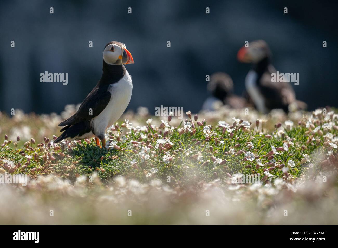 Puffins on Skomer Island Stock Photo - Alamy