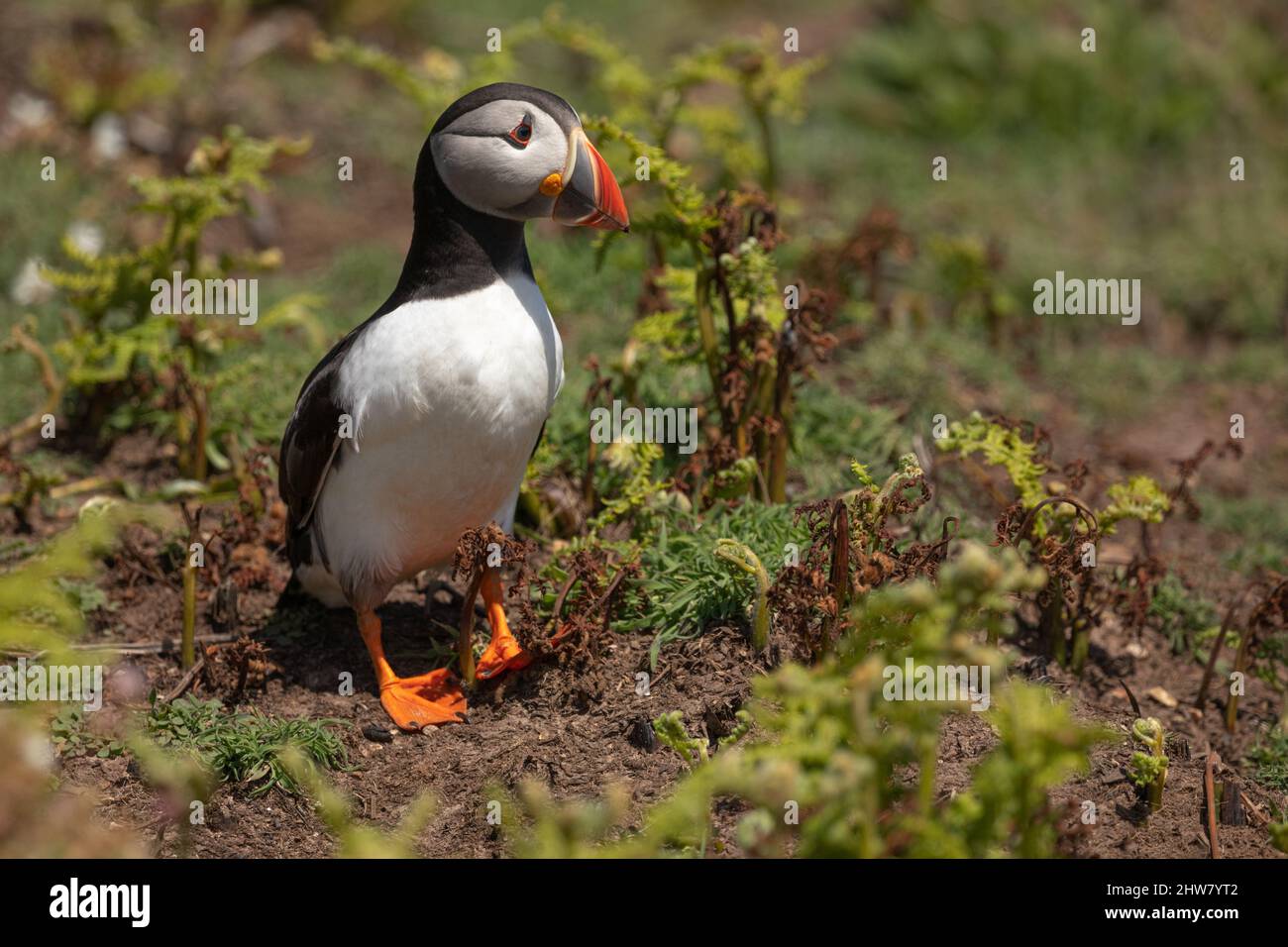 Puffins on Skomer Island Stock Photo - Alamy