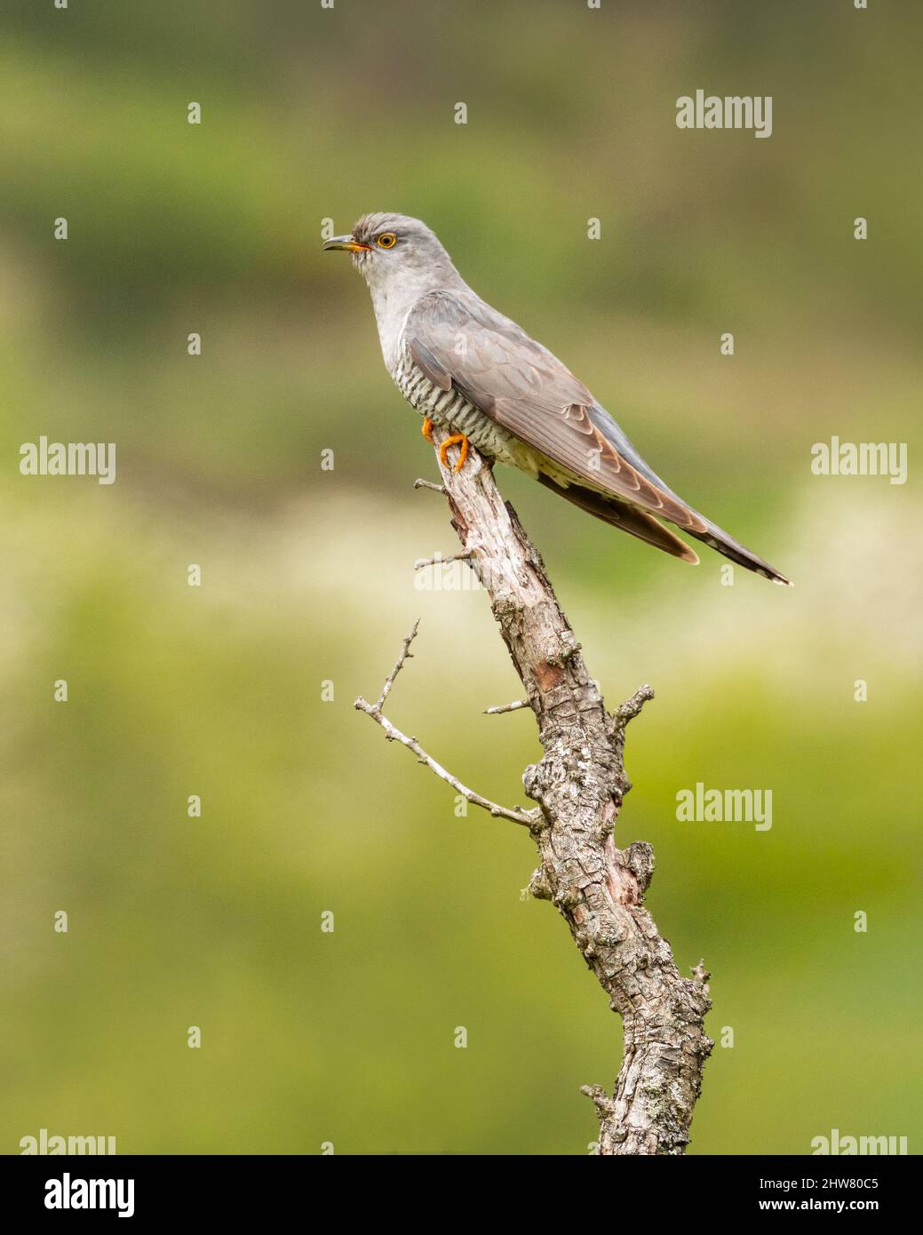 Famous cuckoo hi-res stock photography and images - Alamy