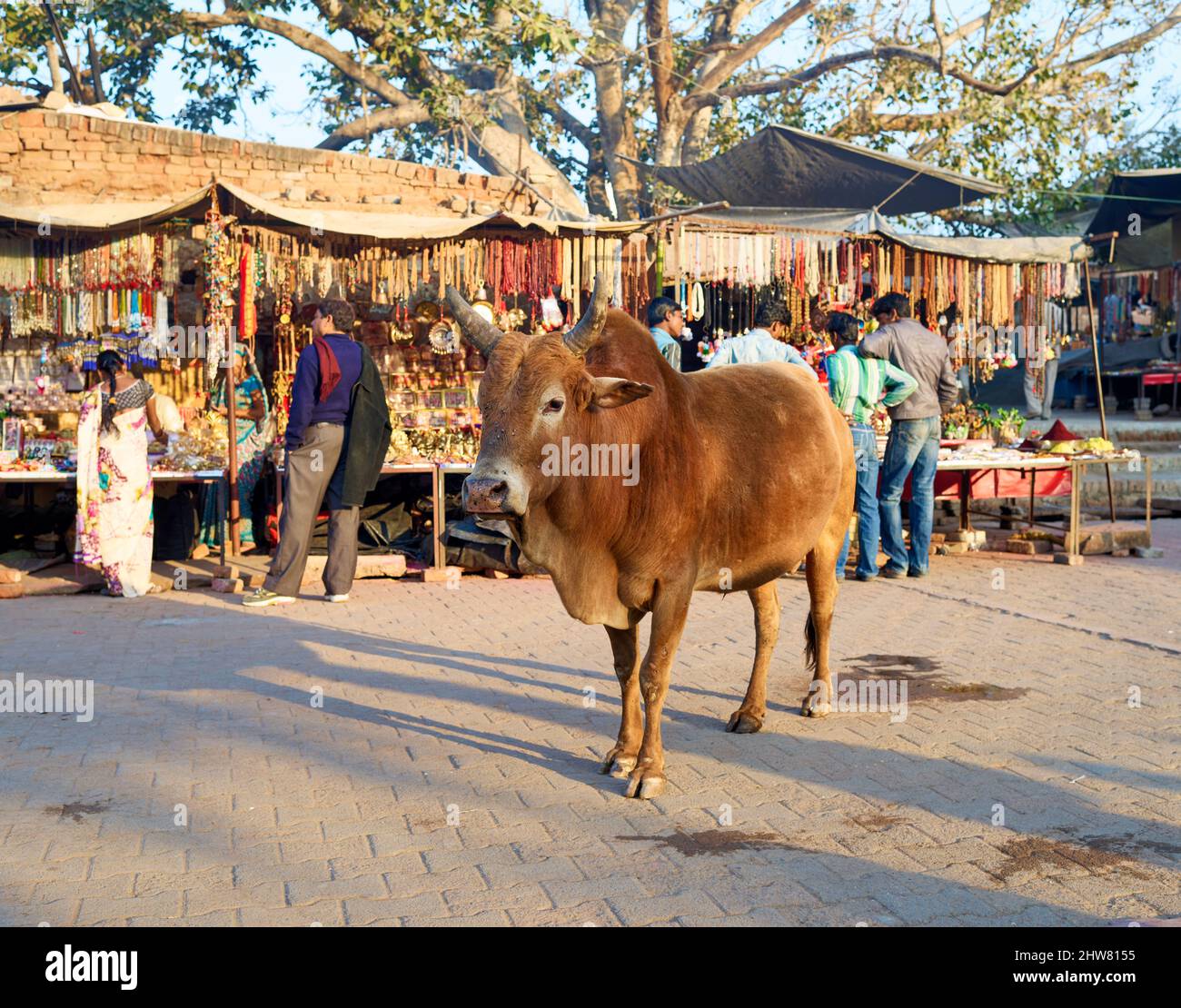 Cow transport india hi-res stock photography and images - Alamy