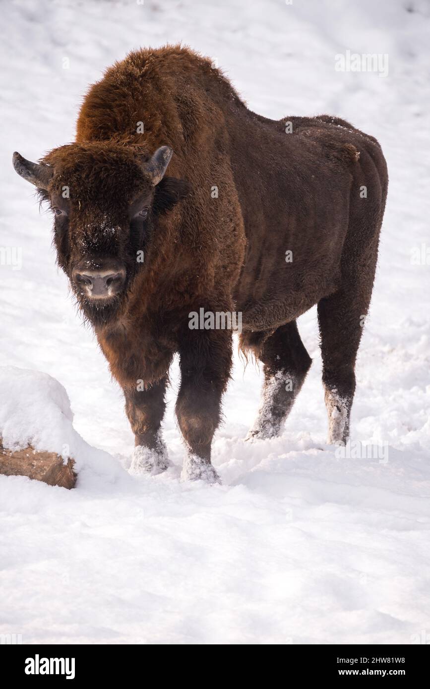 Vertical shot of a bison running on the snow Stock Photo - Alamy