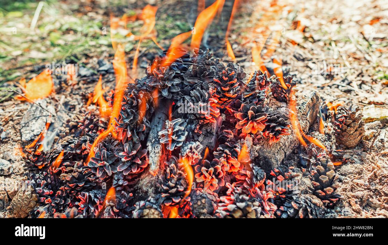 A Campfire made of pine cones in the forest. Cones burning and smoking ...