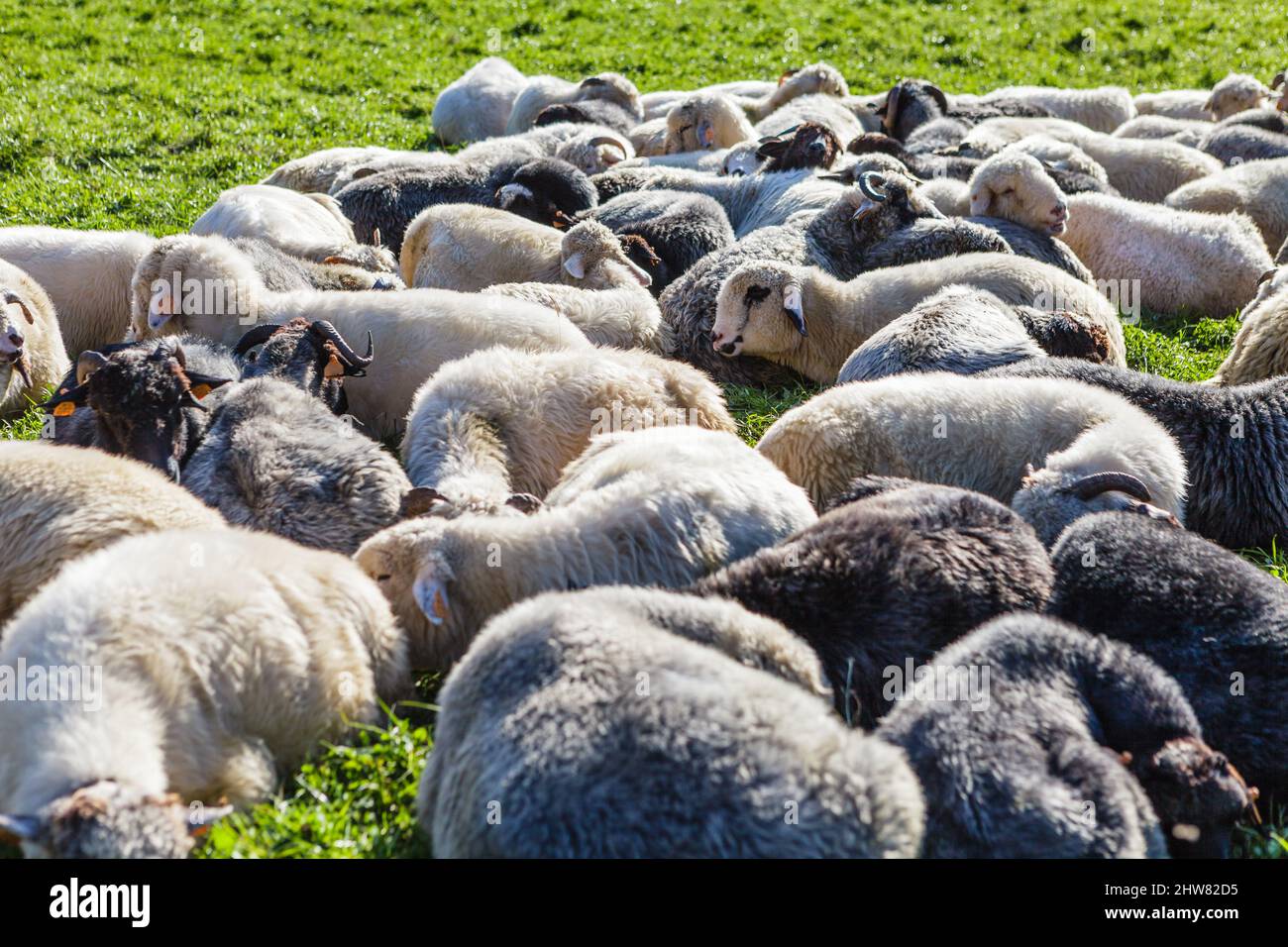 Herd sheep grazing on green hi-res stock photography and images - Alamy