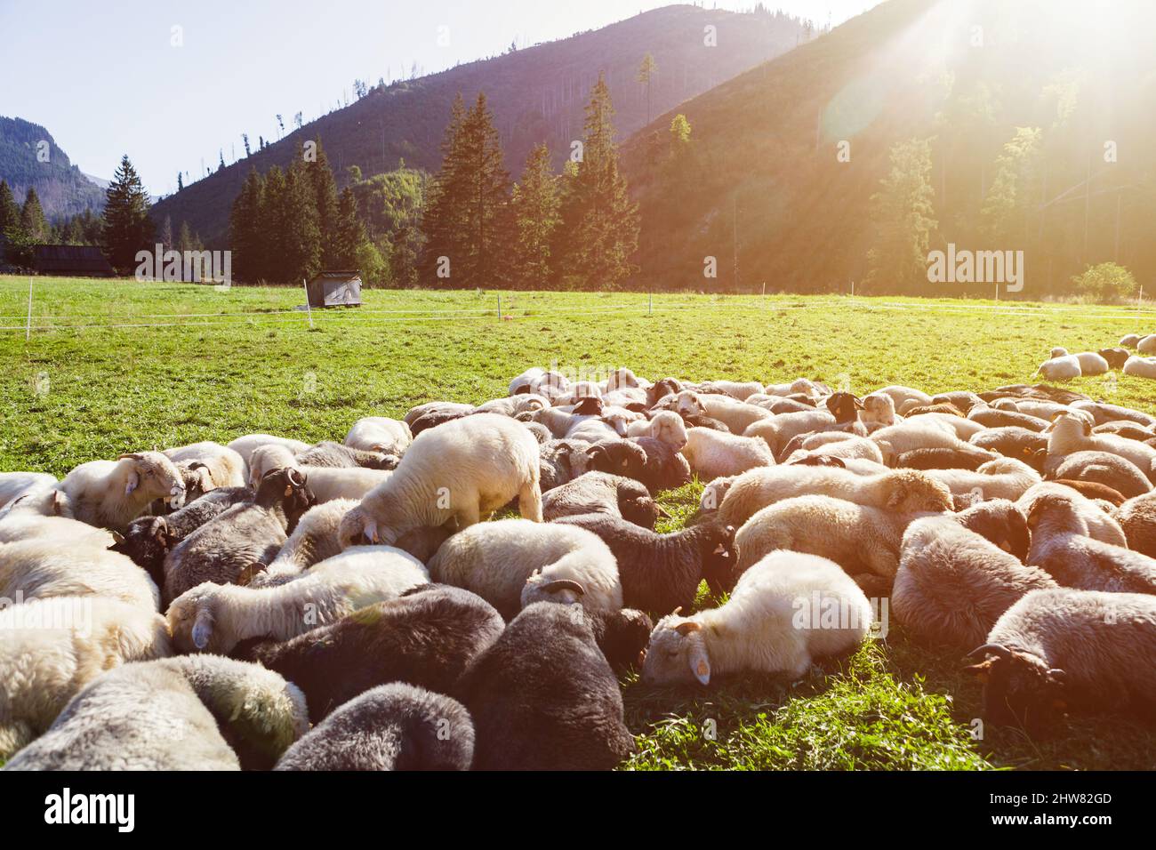 Herd sheep grazing on green hi-res stock photography and images - Alamy