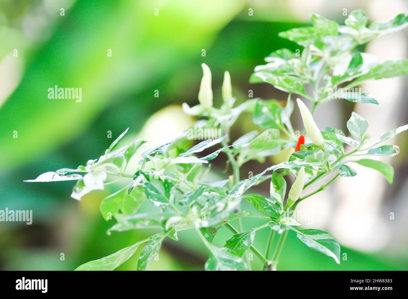 pepper plant or spotted pepper plant, Chilli Padi or Bird Eye Chili or ...