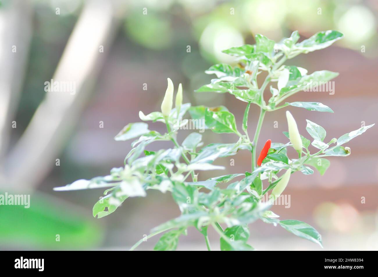 Capsicum spp hi-res stock photography and images - Alamy