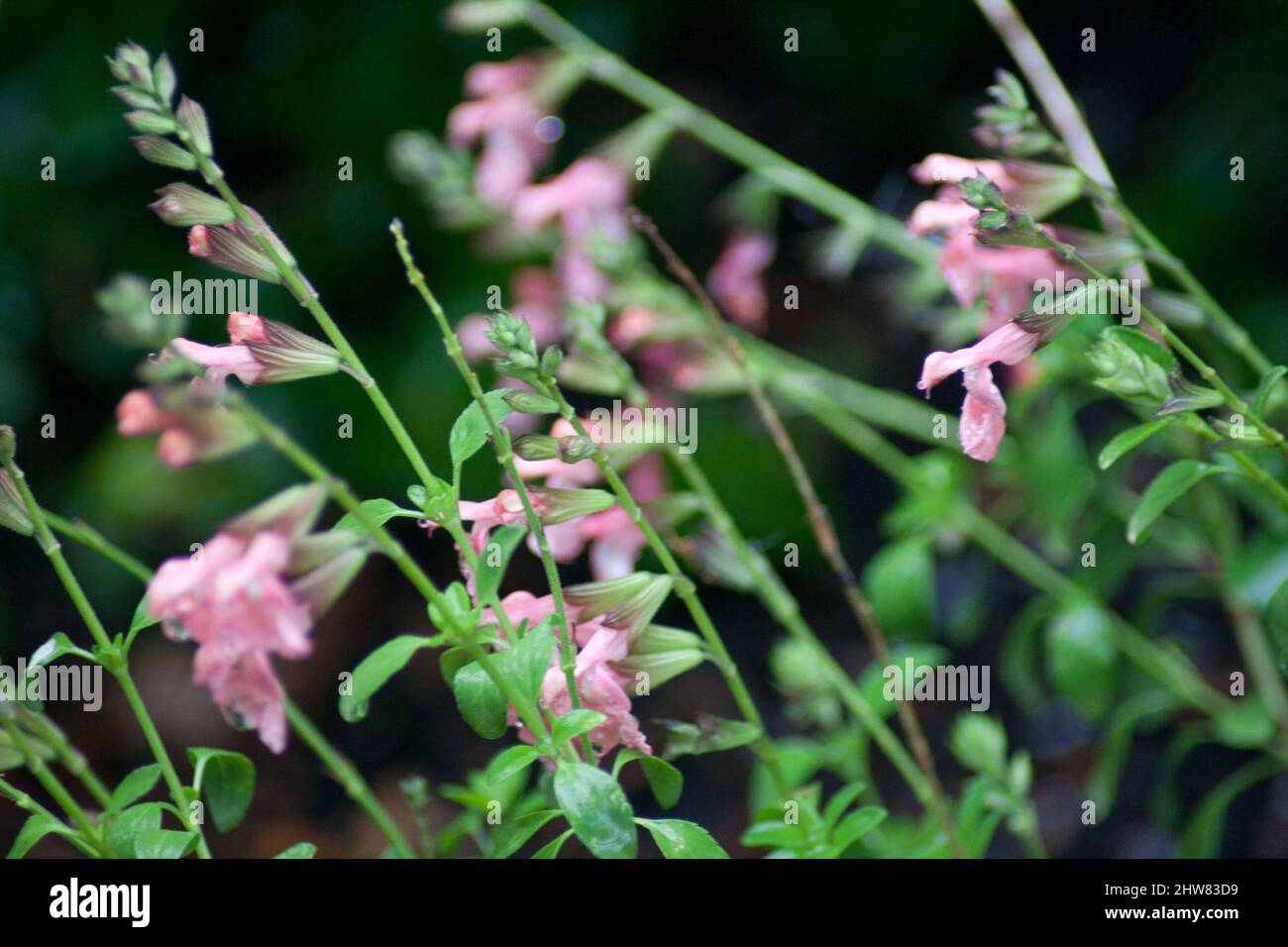 Selective shot of beautiful pink common soapwort (Saponaria officinalis ...
