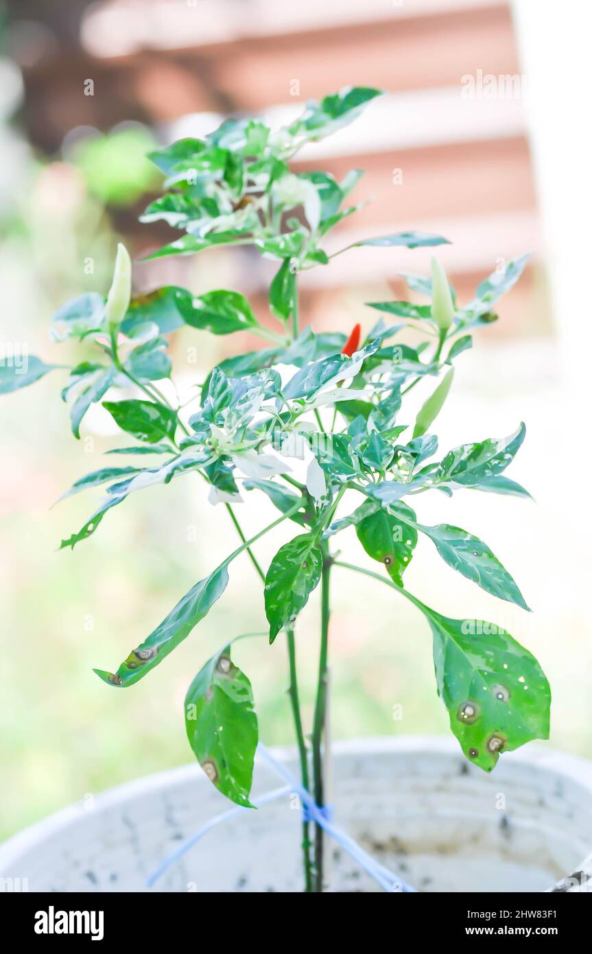 pepper plant or spotted pepper plant, Chilli Padi or Bird Eye Chili or ...