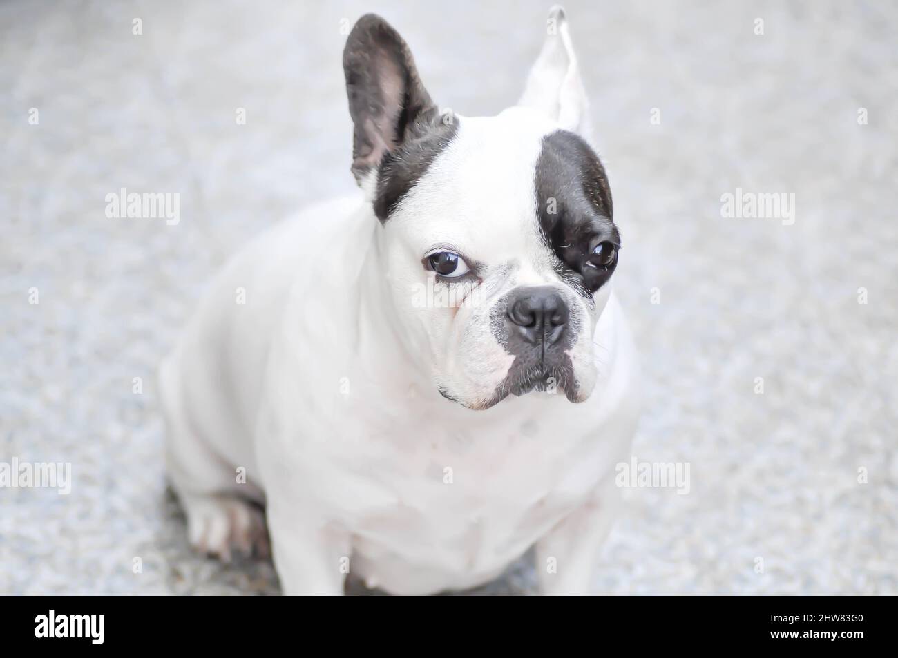 dog or french bulldog, unaware French bulldog or dotted dog Stock Photo ...