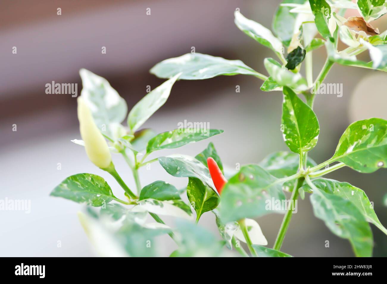 Birds chilli seed hi-res stock photography and images - Alamy