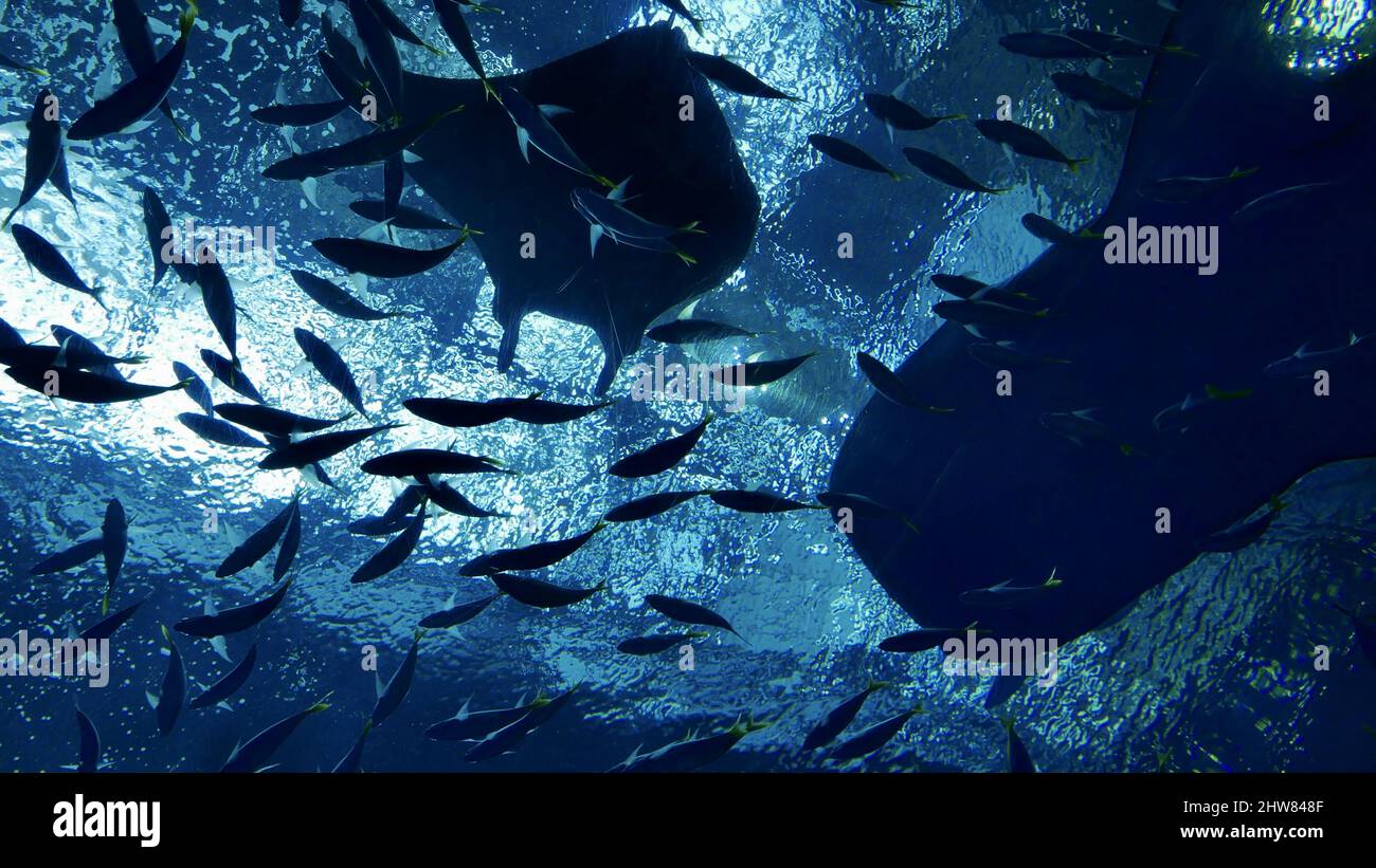Beautiful shot of swimming fishes under the water Stock Photo - Alamy