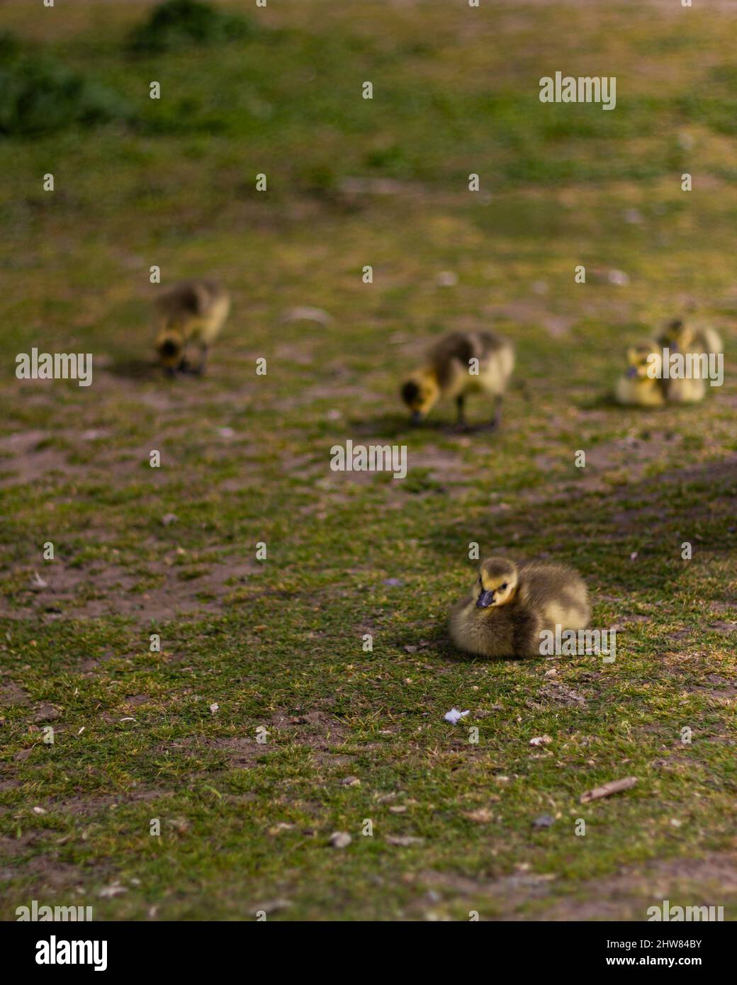 Baby ducklings yellow and brown sitting eating in a grass field on a ...