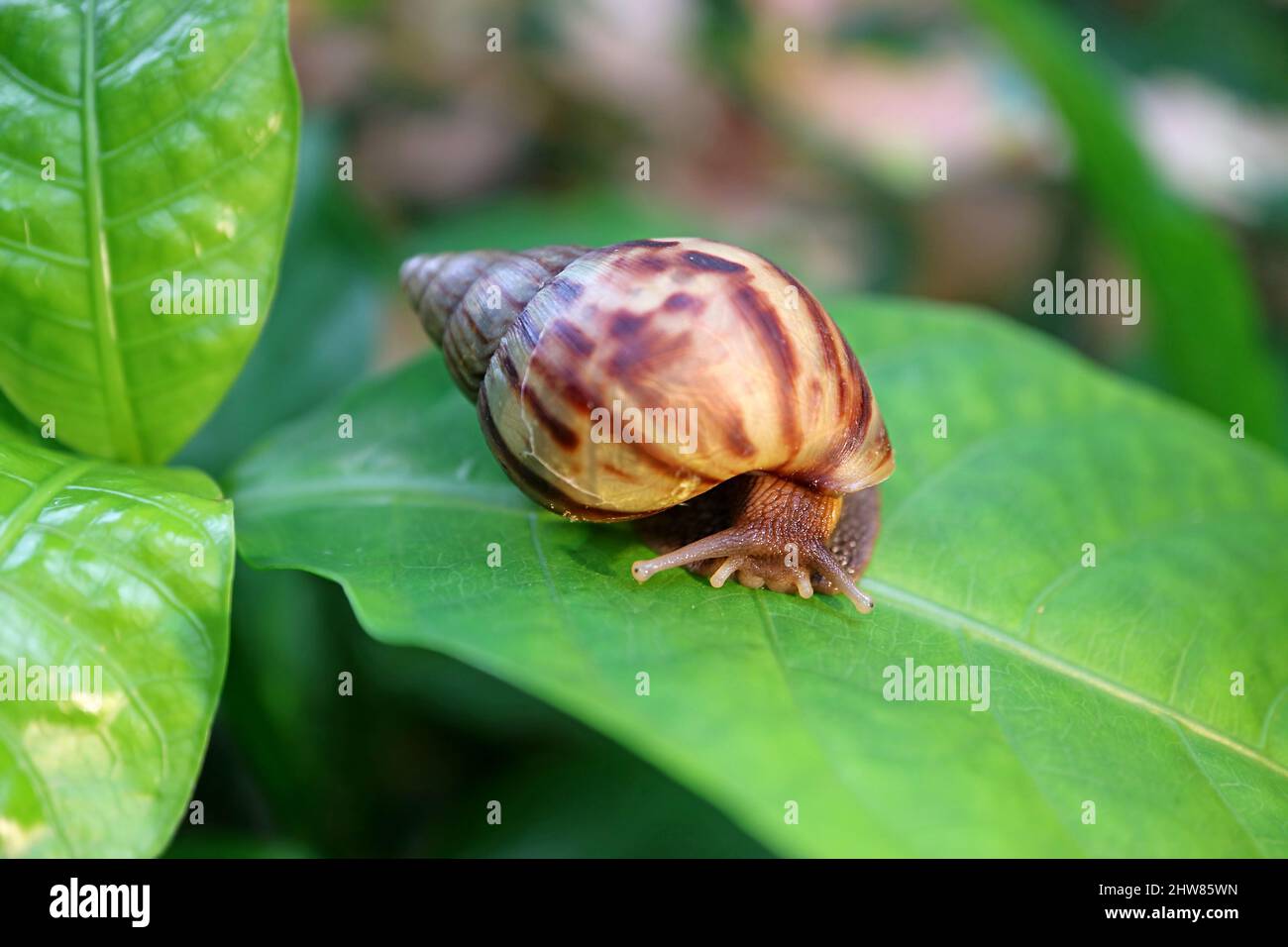 Vivid snail hi-res stock photography and images - Alamy
