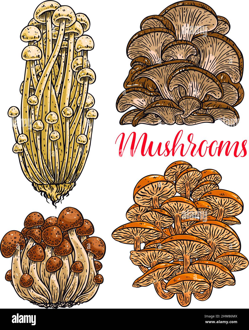 Cute set of enoki mushrooms. Hand-drawn illustration Stock Vector Image ...