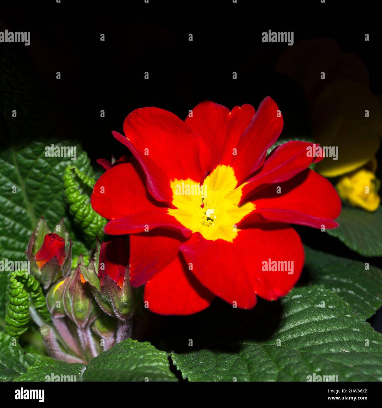 Flower Primrose close up on a black background Stock Photo - Alamy