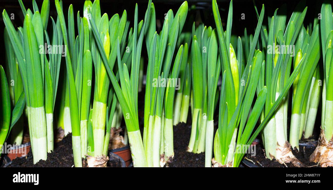 First shoots hi-res stock photography and images - Alamy