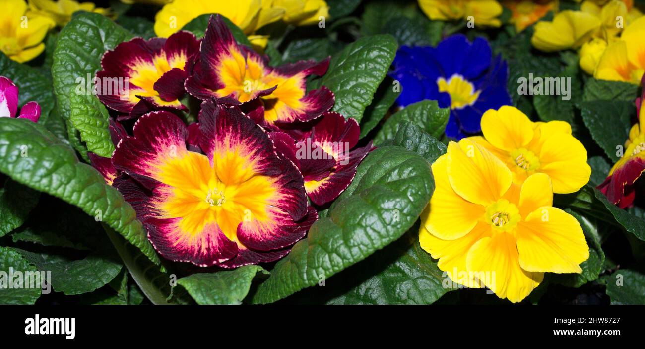 Flower Primrose close up. Selective focus. Natural background Stock ...