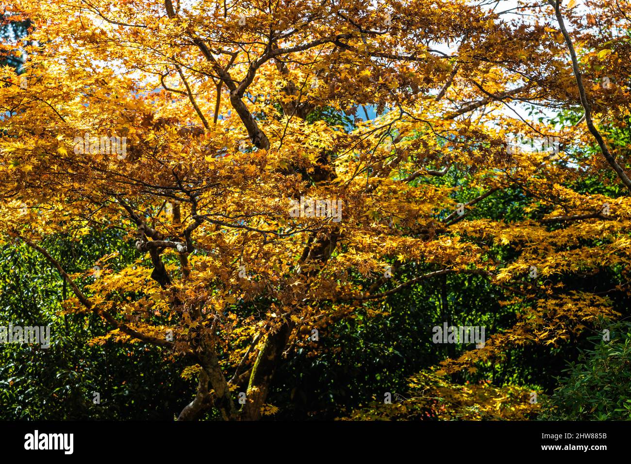 Colorful Japanese maple trees in brilliant autumn colors in a forest ...
