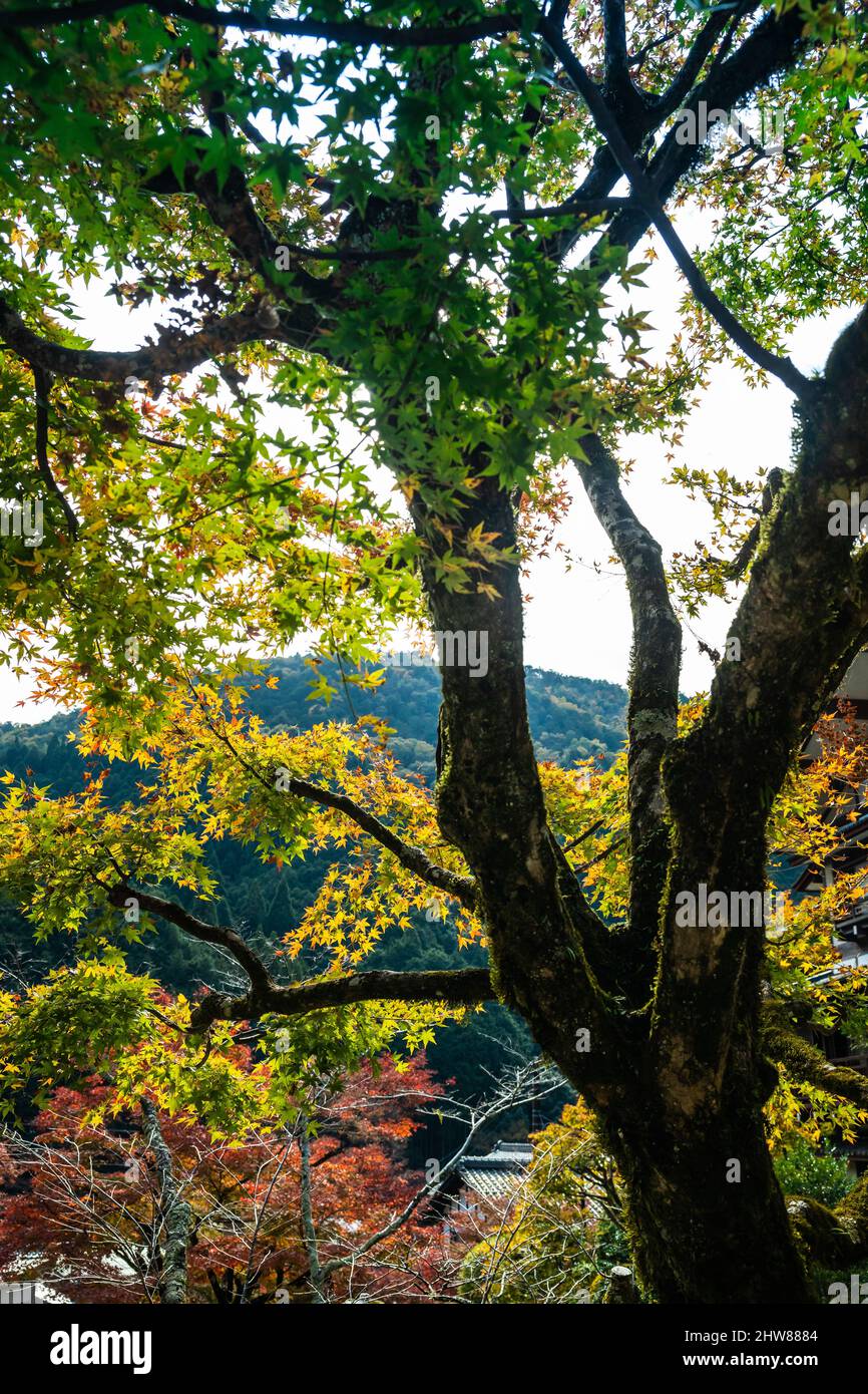 Colorful Japanese maple trees in brilliant autumn colors in a forest Stock Photo - Alamy